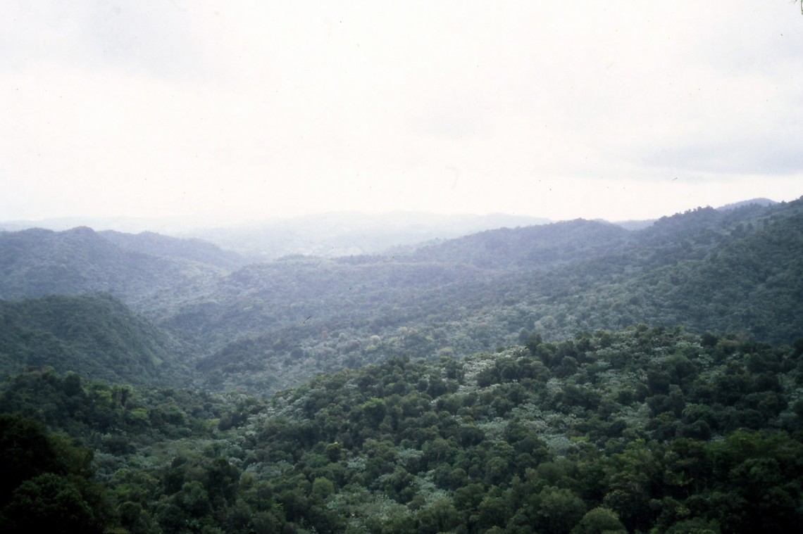 New EIEL webinar on armed conflicts and the environment with Anne ...